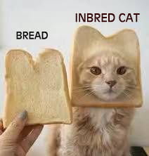 #面包猫 #inbred Why don't you miss $inbred cat? It may change | meme才是价值币 ...