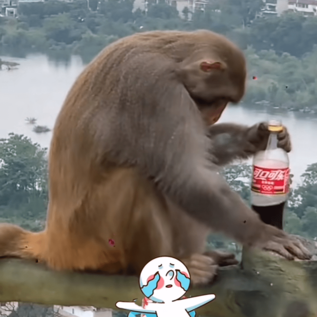 Perfil de Coca-Cola monkey | Binance Square
