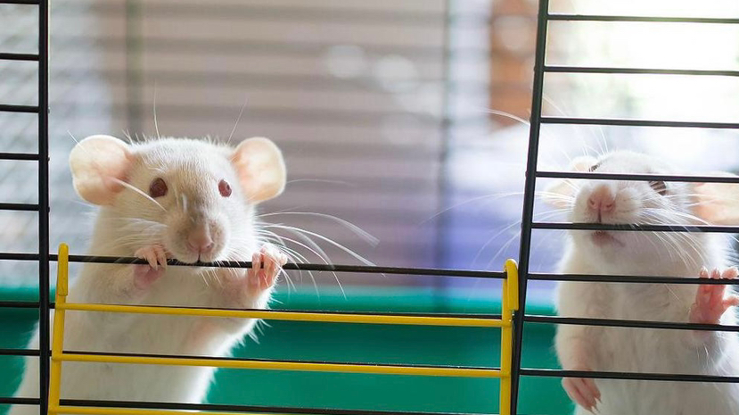 "White rat in the greenhouse" | Crypto_Lucifer on Binance Square